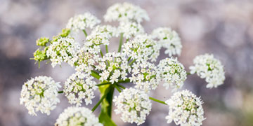 Informatie over kruid echte kervel