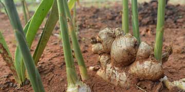 Informatie over specerij gemberplant