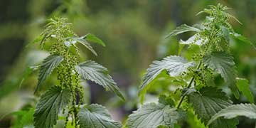 Informatie over kruid grote brandnetel